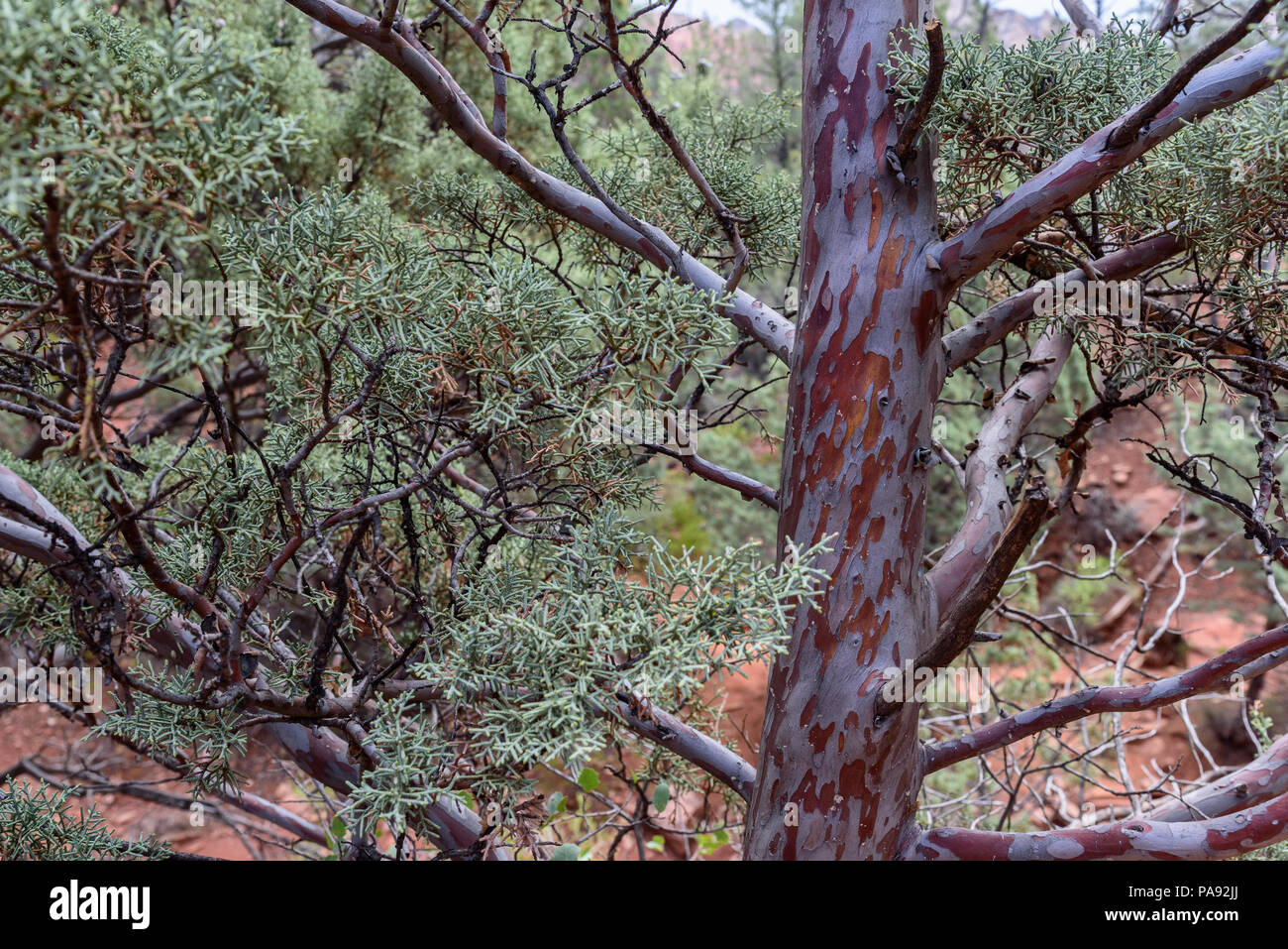 a close image of a desert juniper tree with colorful peeling bark Stock ...