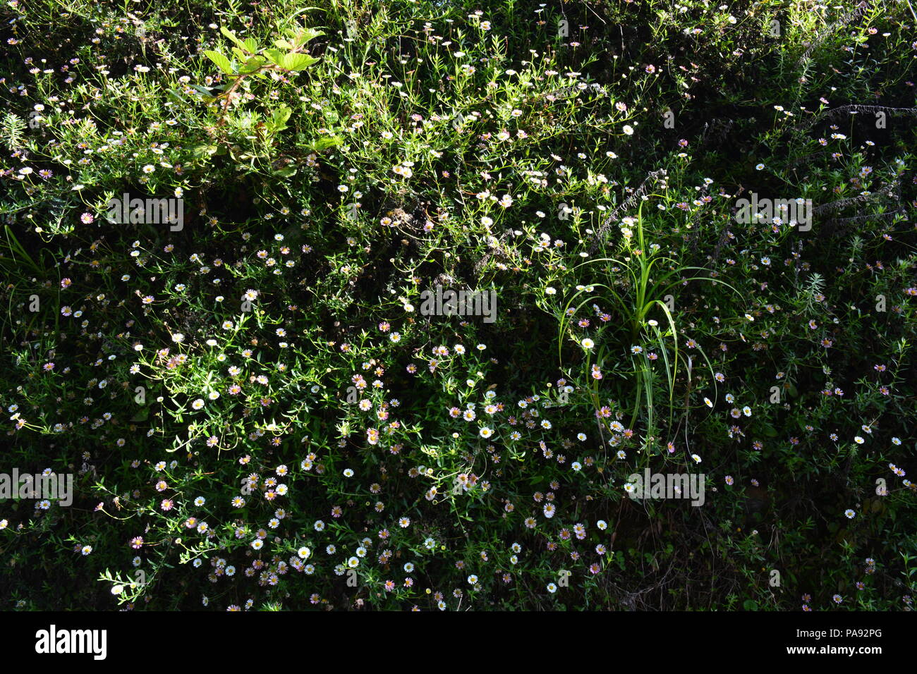 Pelling india hi-res stock photography and images - Alamy