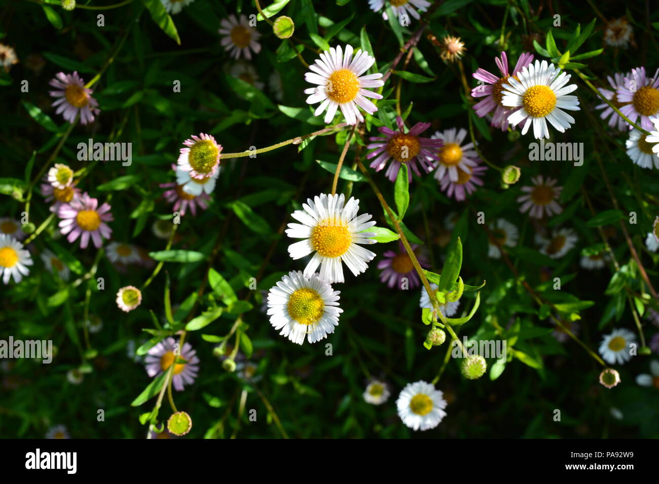 Pelling tour hi-res stock photography and images - Alamy
