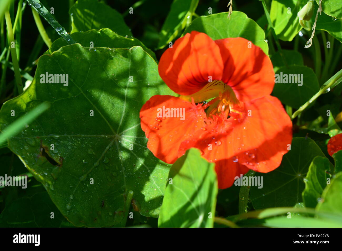 Pelling india hi-res stock photography and images - Alamy