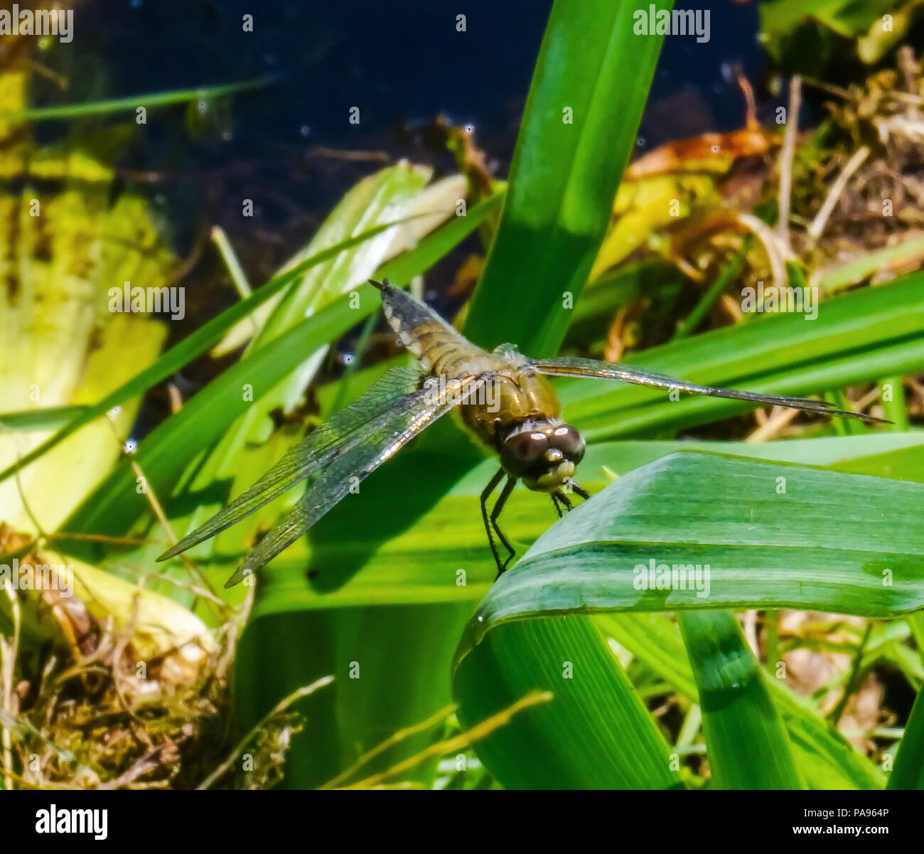 Van an antenna hi-res stock photography and images - Alamy