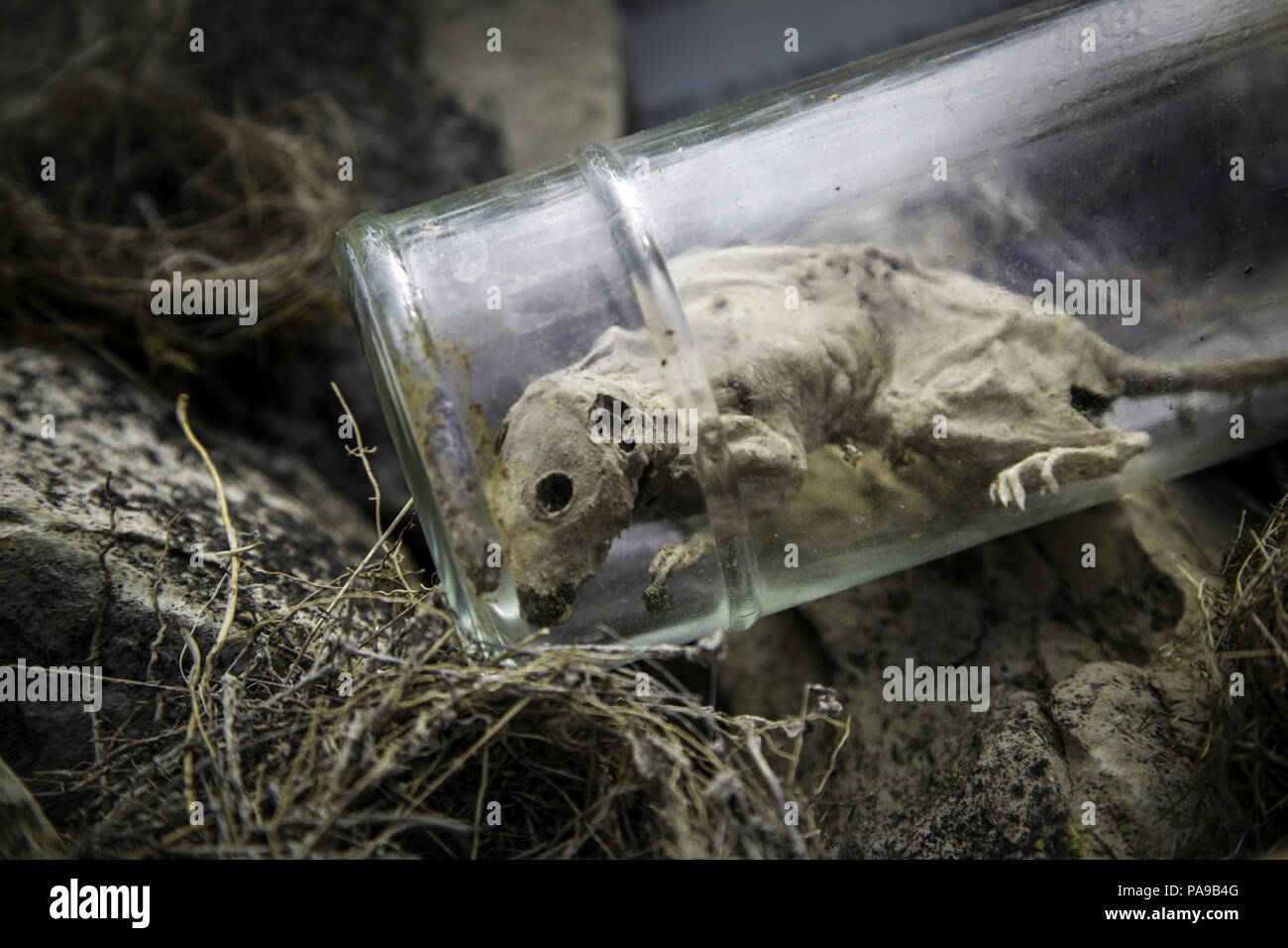 Dead Rat Carcass Stock Photos & Dead Rat Carcass Stock Images - Alamy