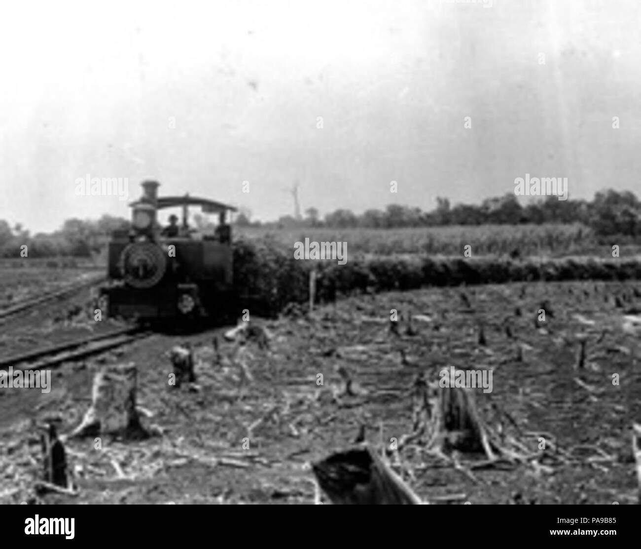 Sugarcane farm sugar cane Black and White Stock Photos & Images - Alamy