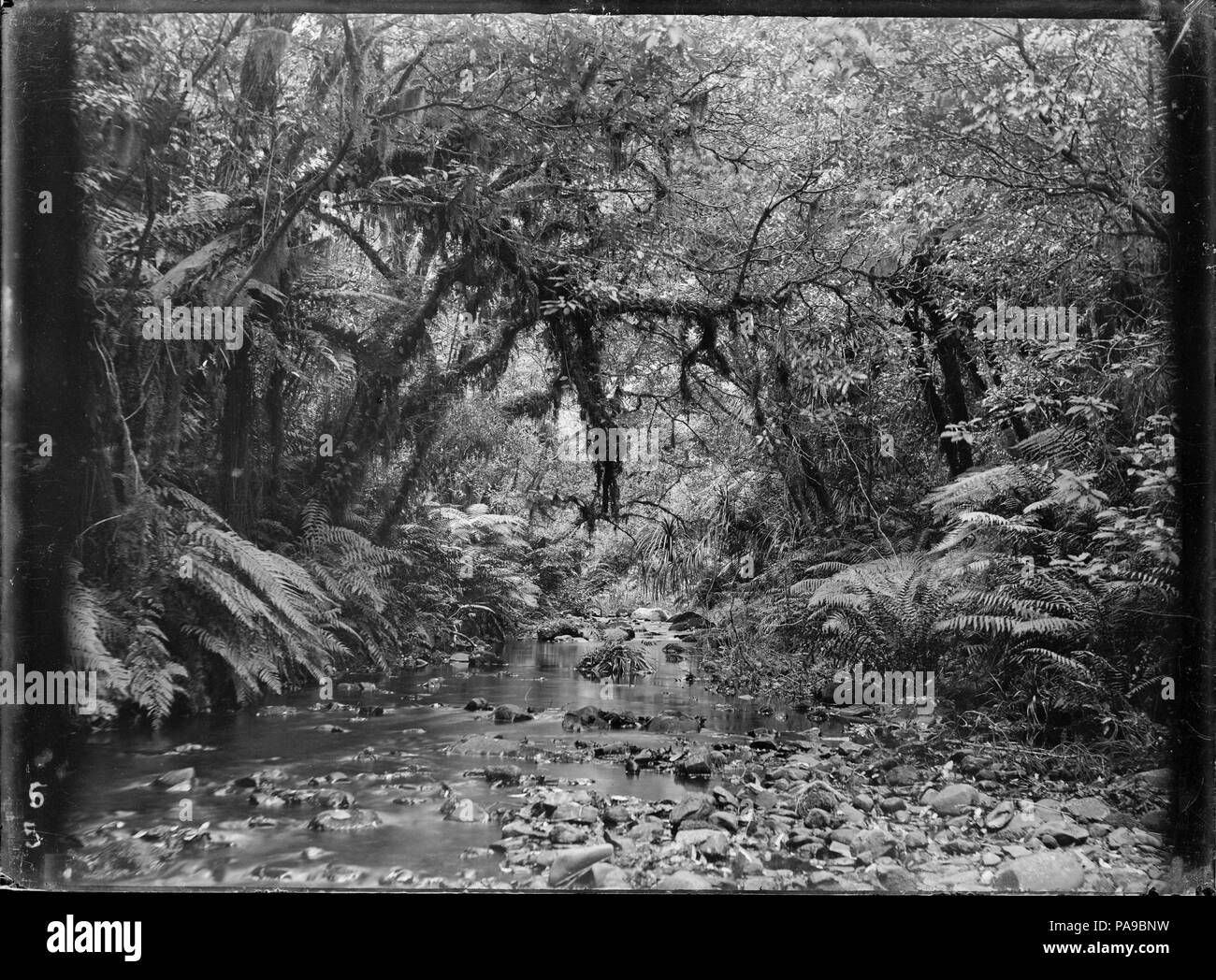 New zealand stream and native plants hi-res stock photography and ...