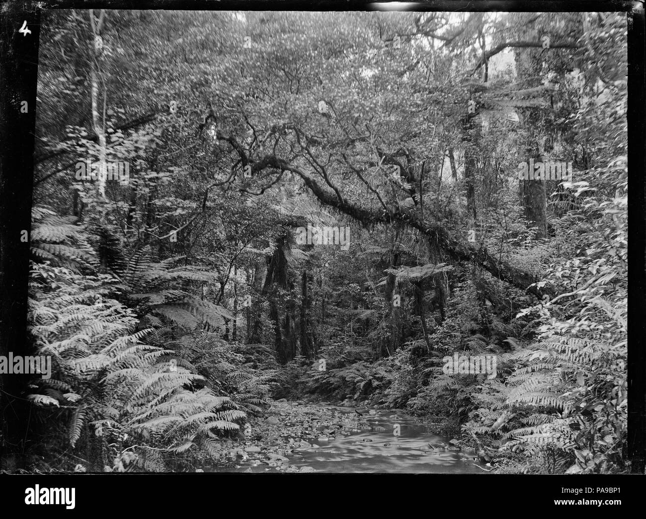 Korokoro hi-res stock photography and images - Alamy