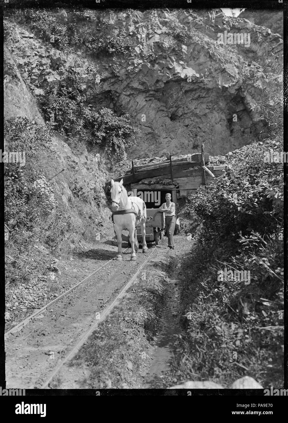 Coal mine pony hi-res stock photography and images - Alamy