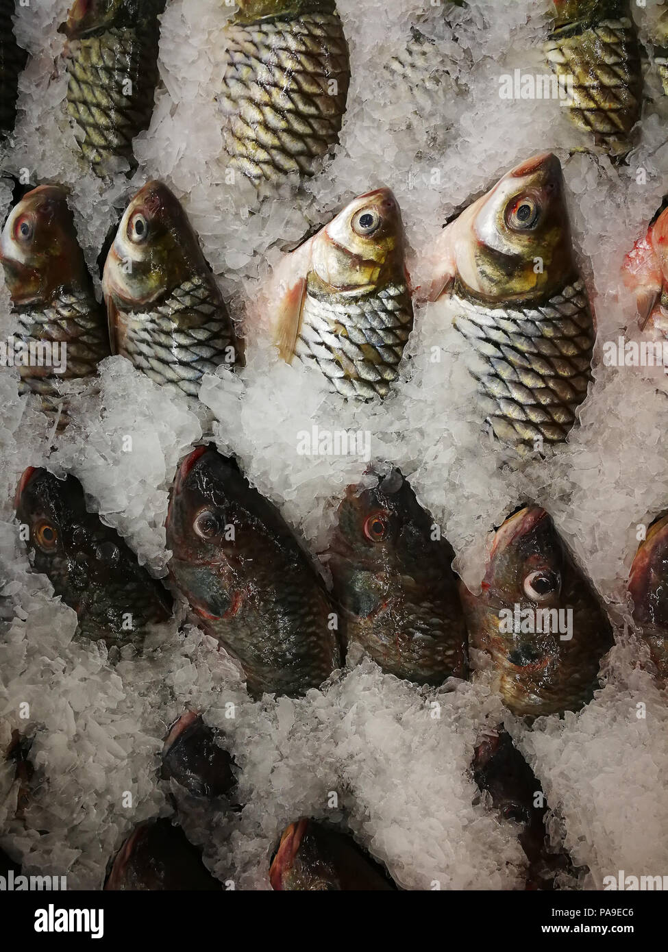 Nile tilapia frozen in the market,Frozen Nile Tilapia Fish in a Pile of ...
