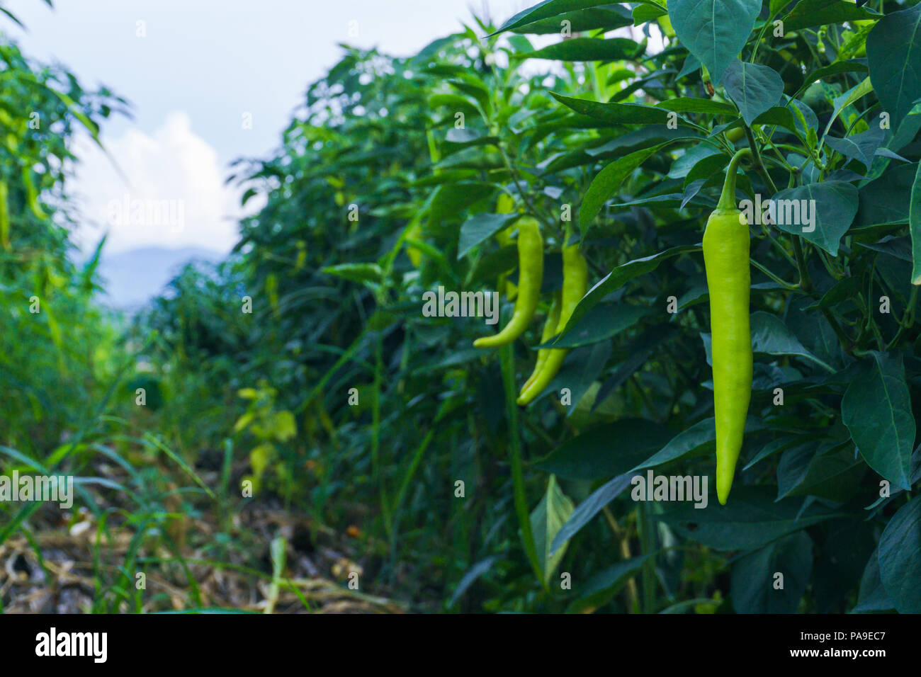 Bell Pepper on the tree, planted together as a chili garden, has many ...
