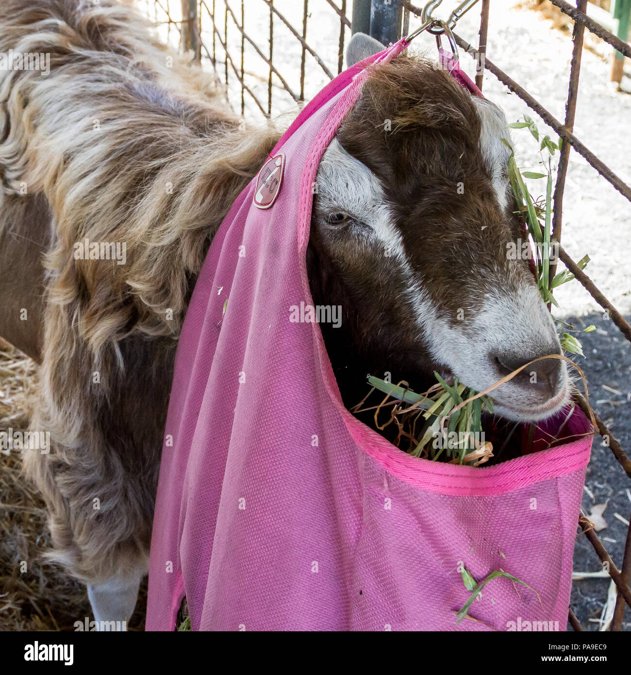 Goat pink hi-res stock photography and images - Alamy