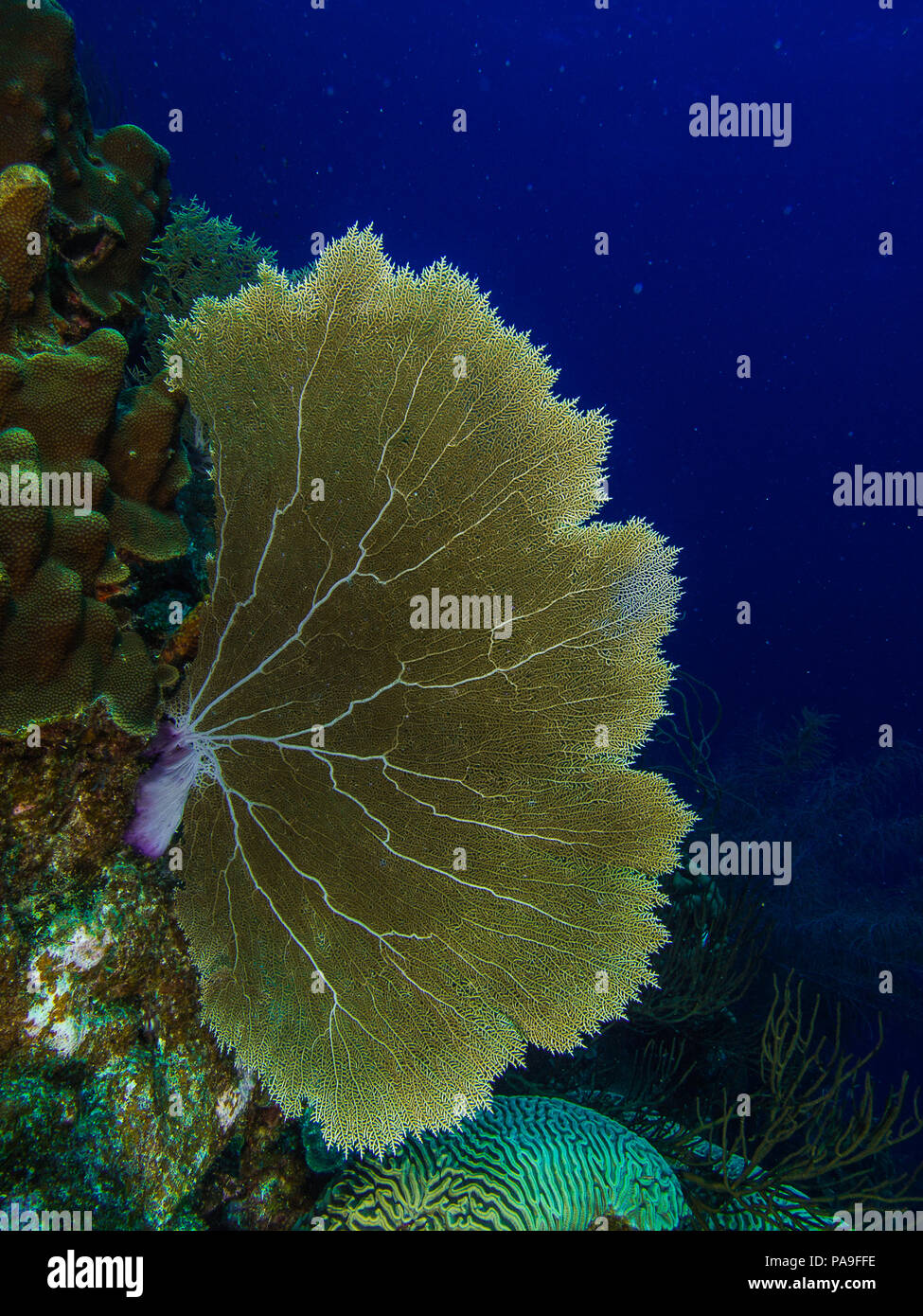 Gorgonia juncea hi-res stock photography and images - Alamy