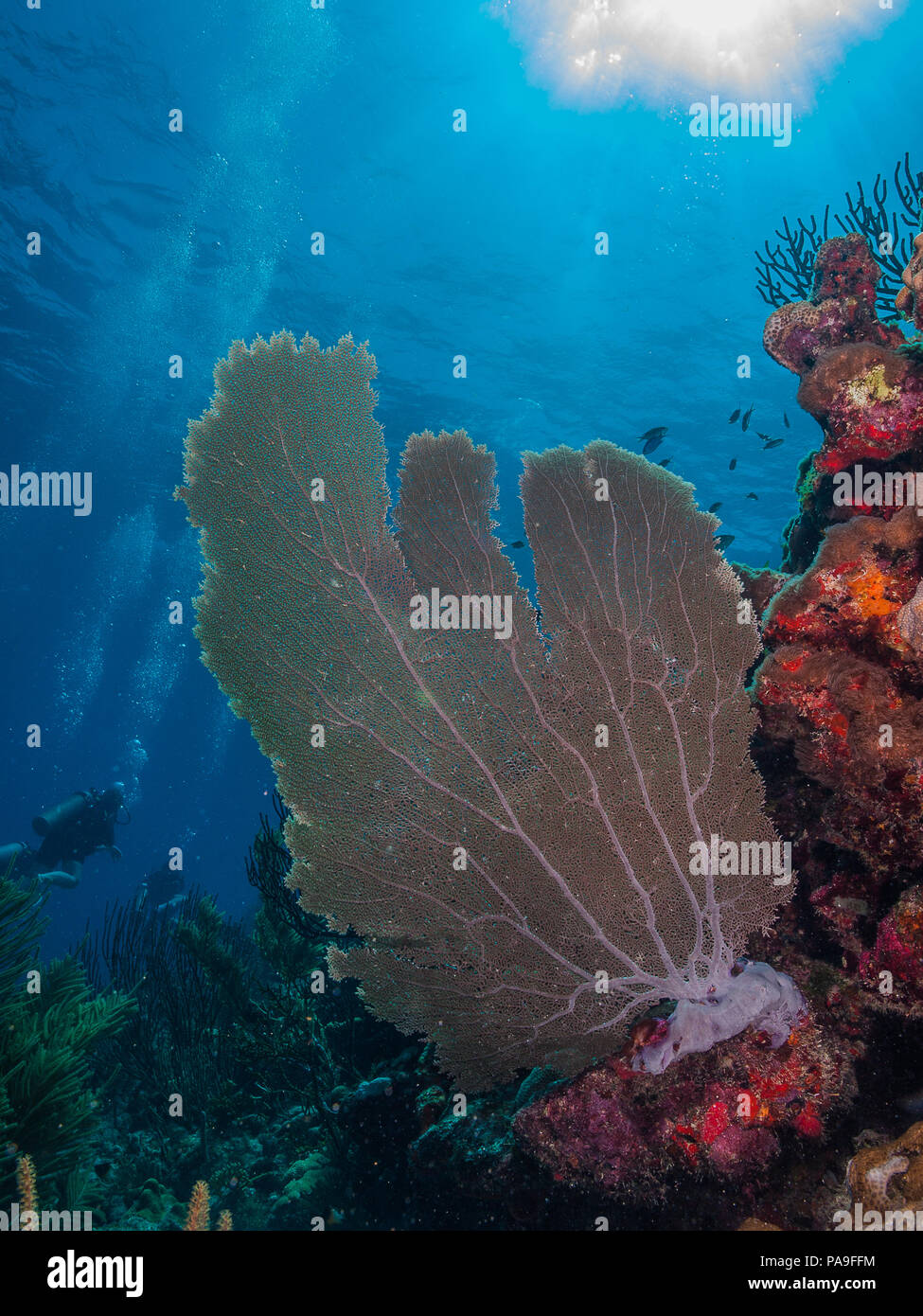 Gorgoniidae holaxonia hi-res stock photography and images - Alamy