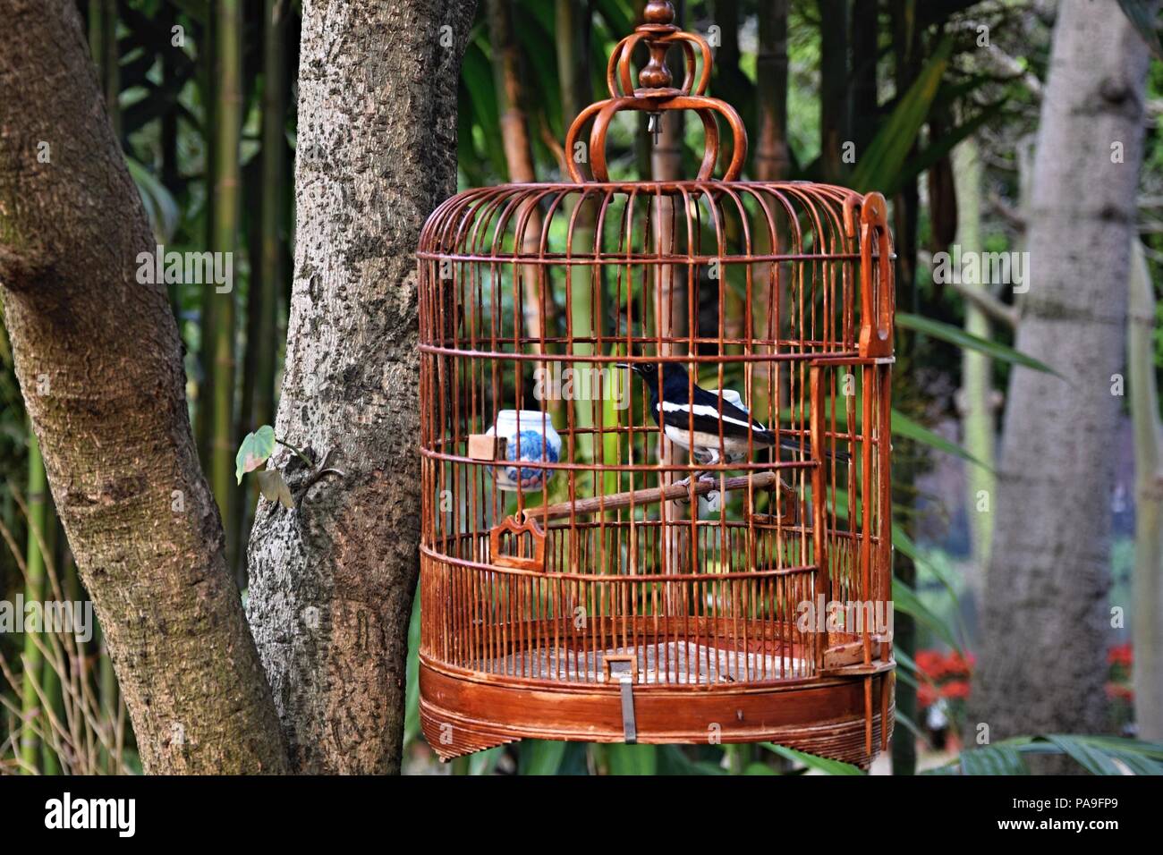 Tree trees birdcage hi-res stock photography and images - Alamy