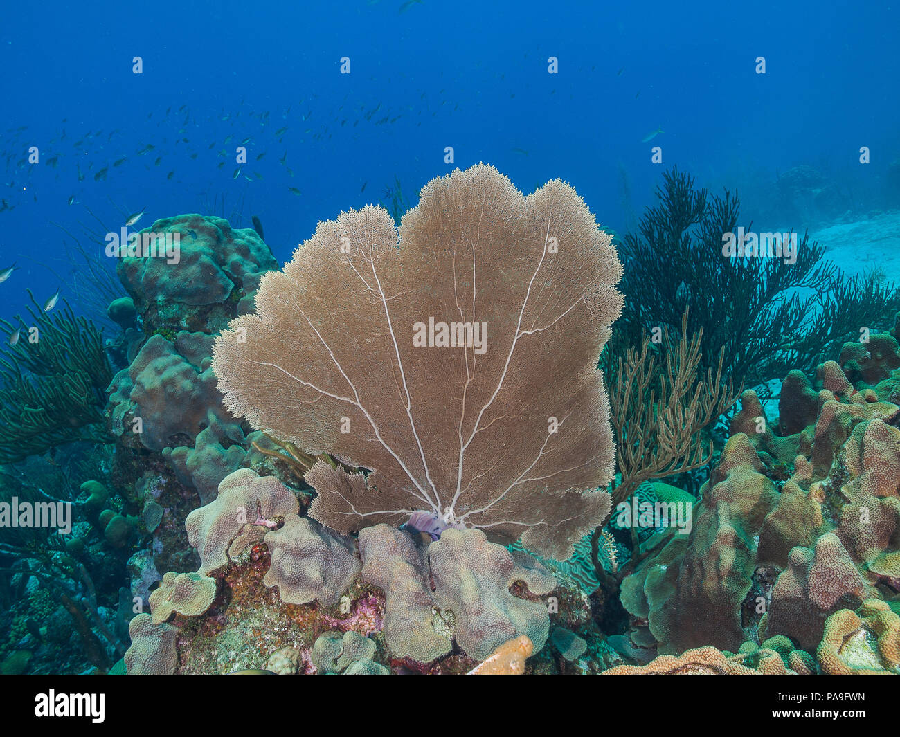 Gorgoniidae holaxonia anthozoa cnidaria hi-res stock photography and ...