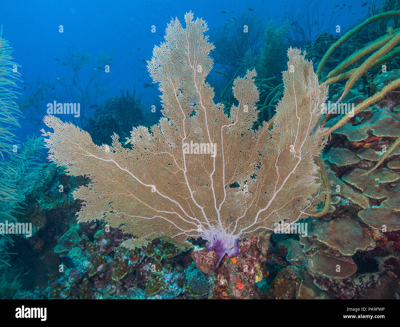 gorgonia flabellum venezuela - los roques Stock Photo - Alamy