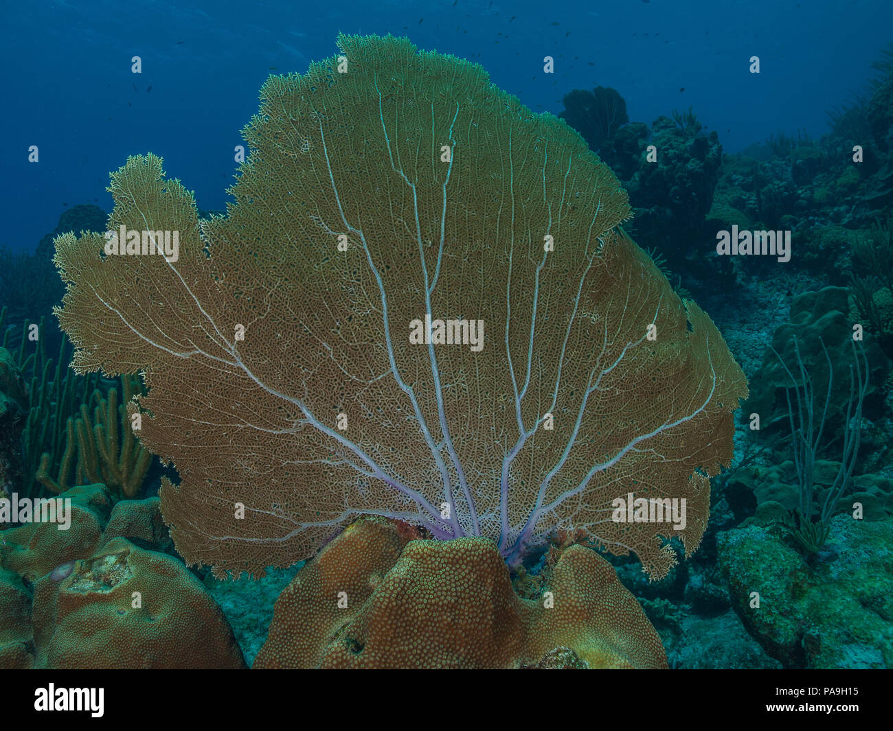 Gorgonia juncea hi-res stock photography and images - Alamy