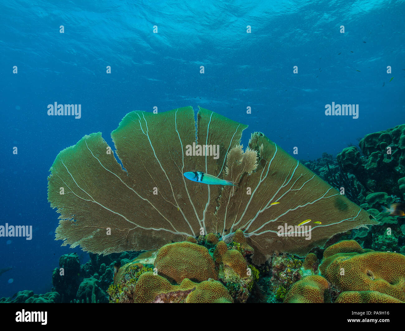 Gorgoniidae holaxonia hi-res stock photography and images - Alamy