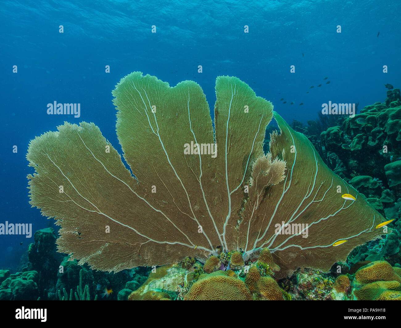 gorgonia flabellum venezuela - los roques Stock Photo - Alamy