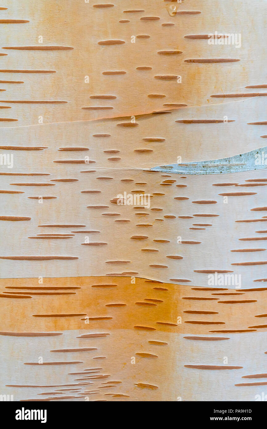 Paper birch tree hi-res stock photography and images - Alamy