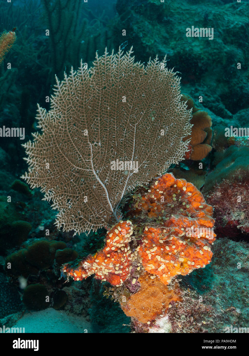 gorgonia flabellum venezuela - los roques Stock Photo - Alamy