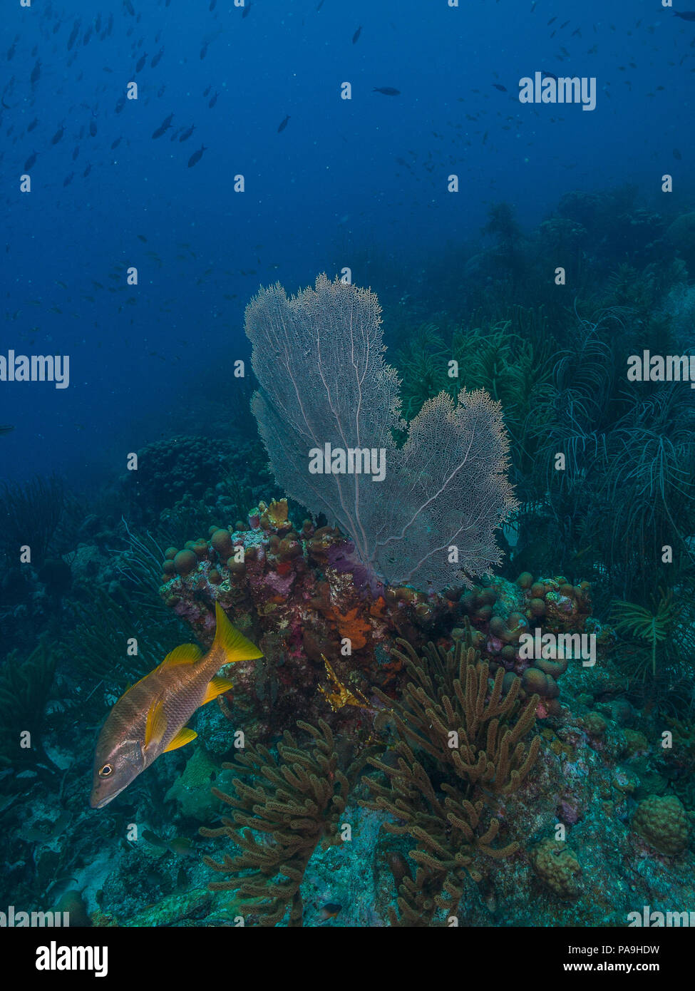 Gorgoniidae holaxonia anthozoa cnidaria hi-res stock photography and ...