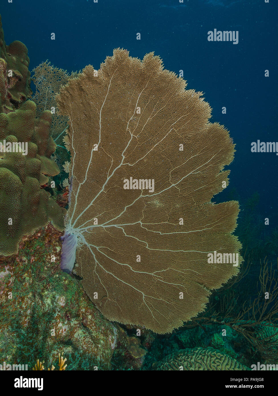 Gorgoniidae holaxonia hi-res stock photography and images - Alamy