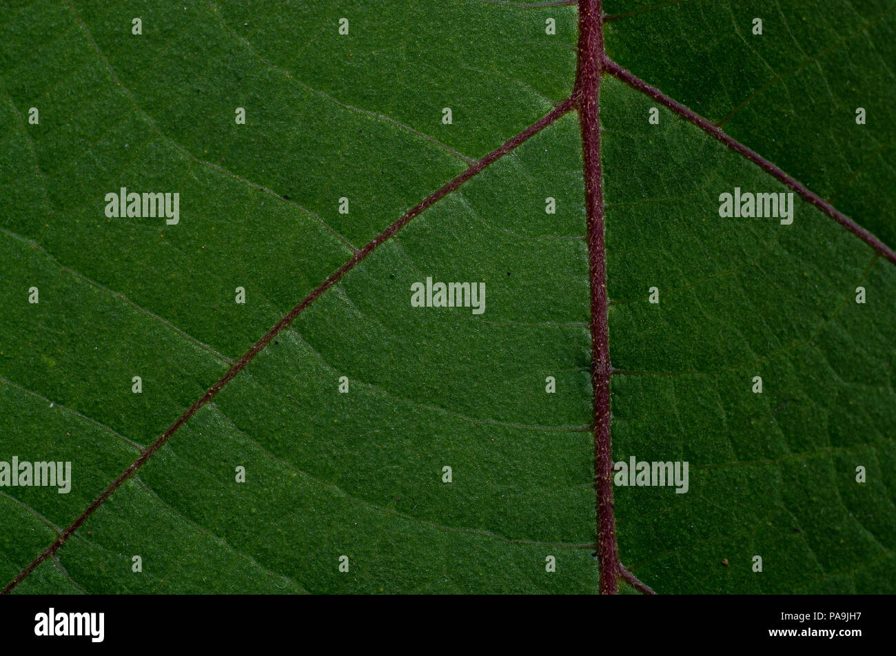 Texture and lines of leaf Stock Photo - Alamy
