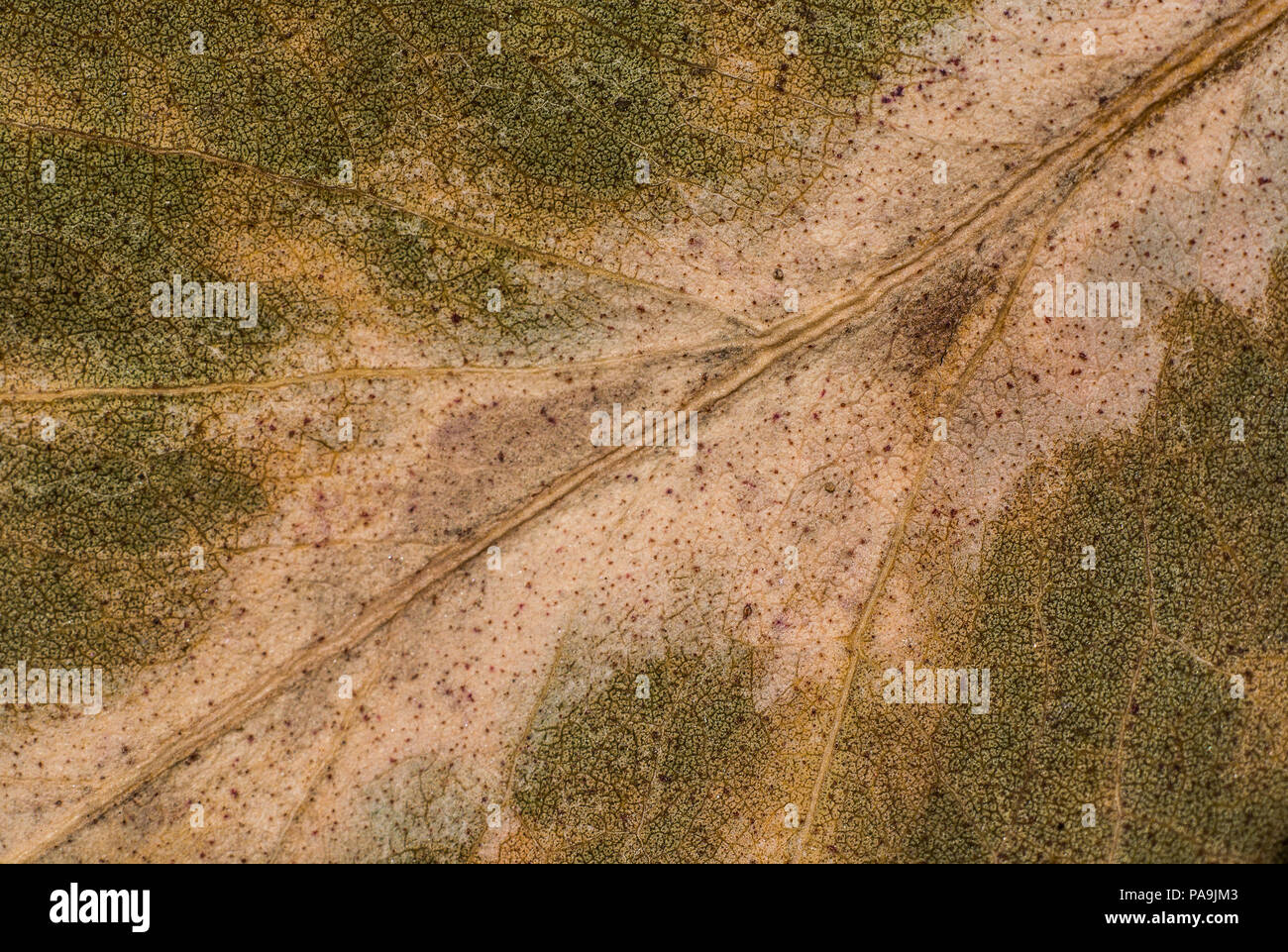 Texture and details hi-res stock photography and images - Alamy