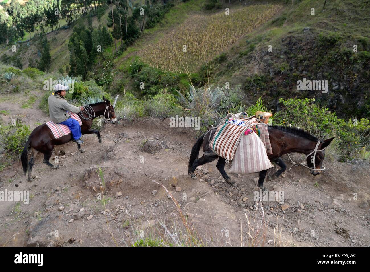 Spanish farmer with his mules hi-res stock photography and images - Alamy