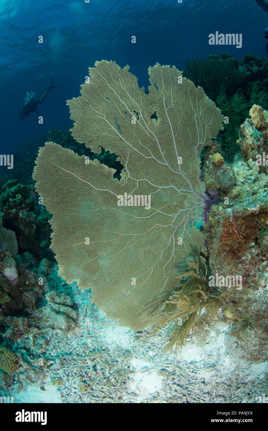 Gorgoniidae holaxonia hi-res stock photography and images - Alamy