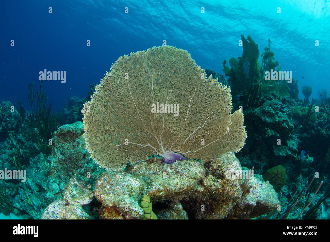 Gorgoniidae holaxonia hi-res stock photography and images - Alamy