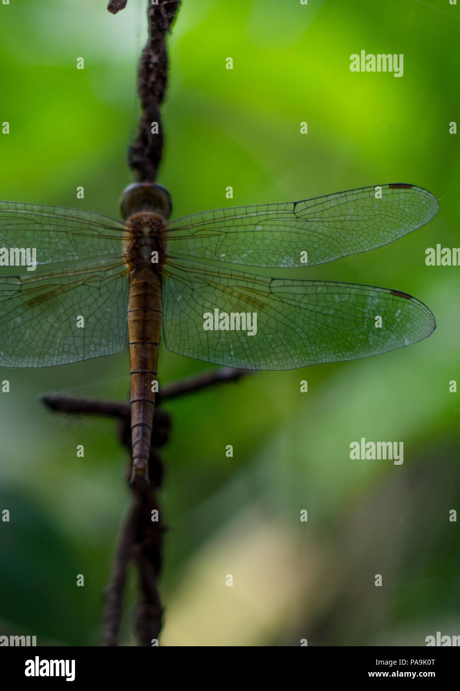 Dragonfly wallpaper hi-res stock photography and images - Alamy