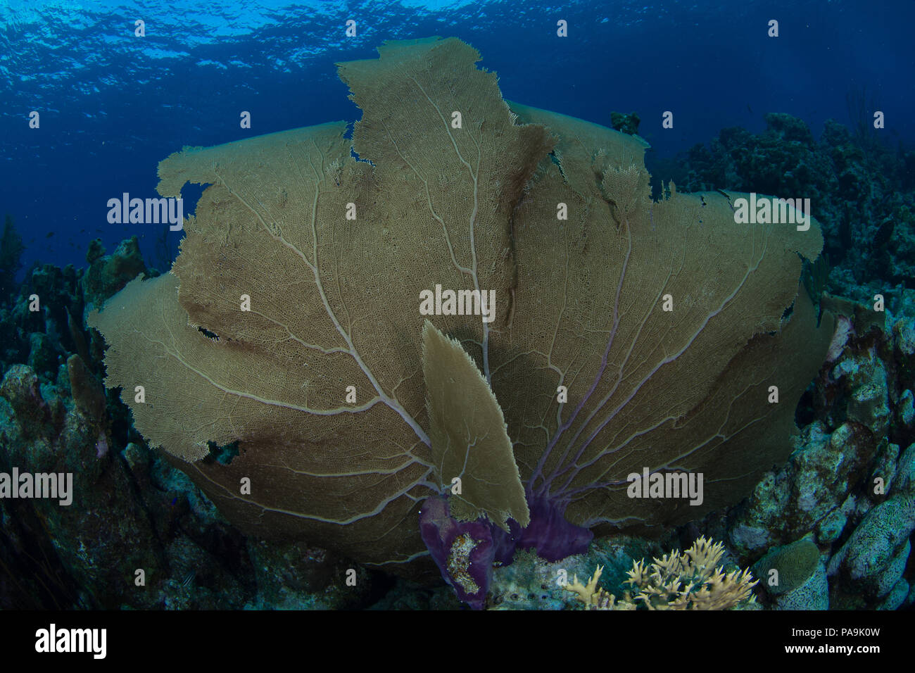 Gorgoniidae holaxonia hi-res stock photography and images - Alamy