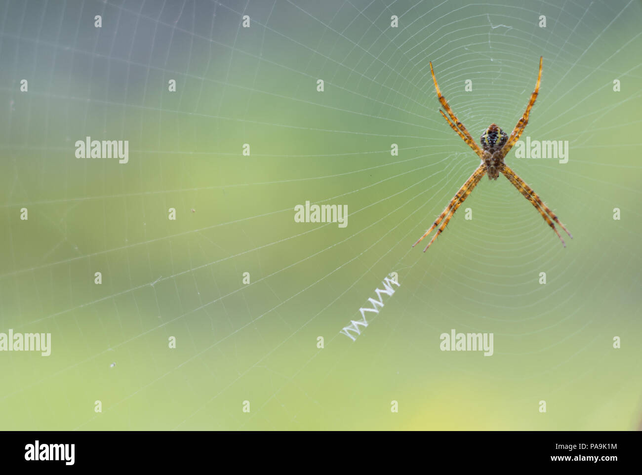 Photos of spiders hi-res stock photography and images - Alamy