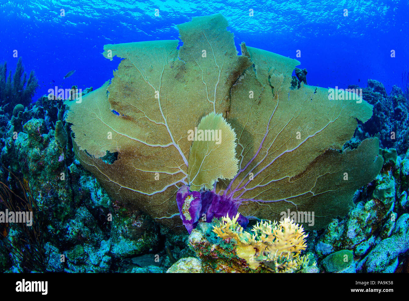 Gorgoniidae holaxonia hi-res stock photography and images - Alamy