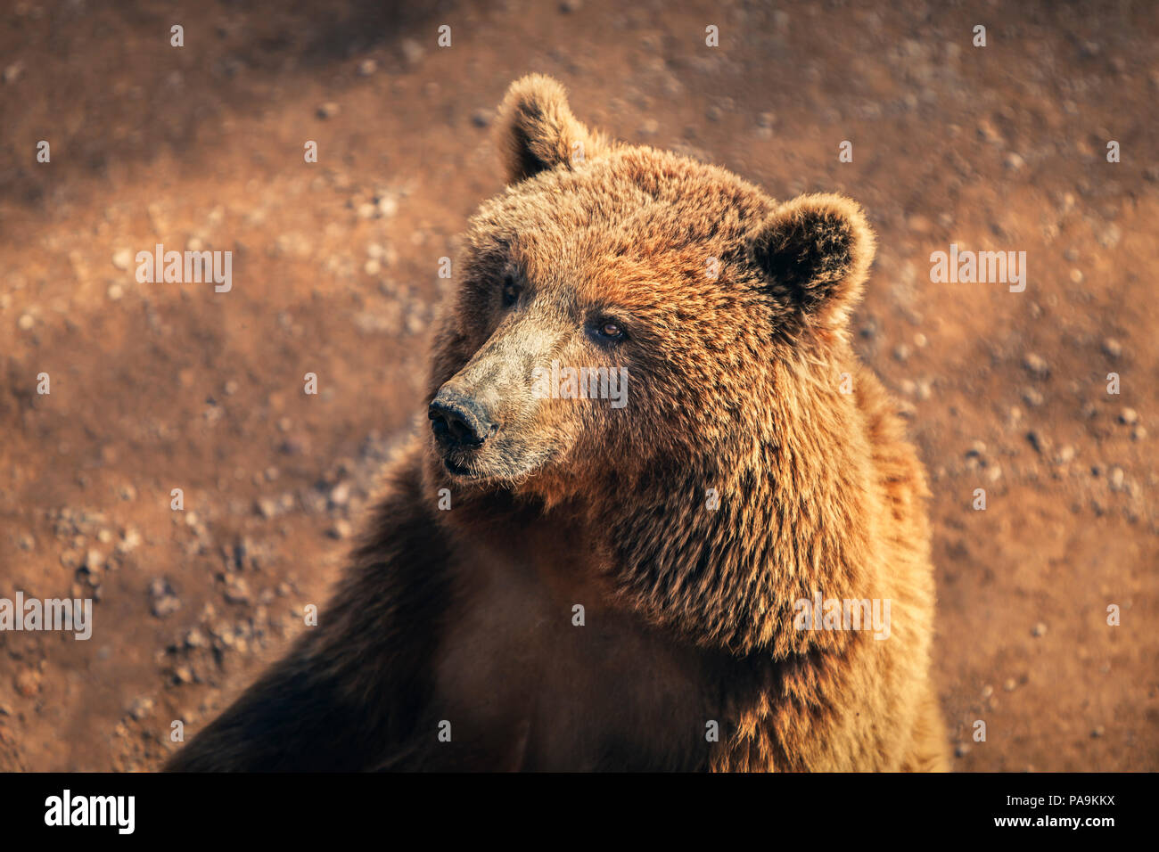 Look of a brown bear Stock Photo - Alamy