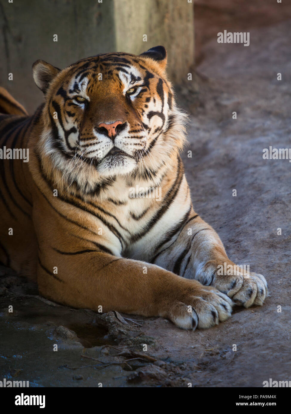 Lovely tiger resting Stock Photo - Alamy