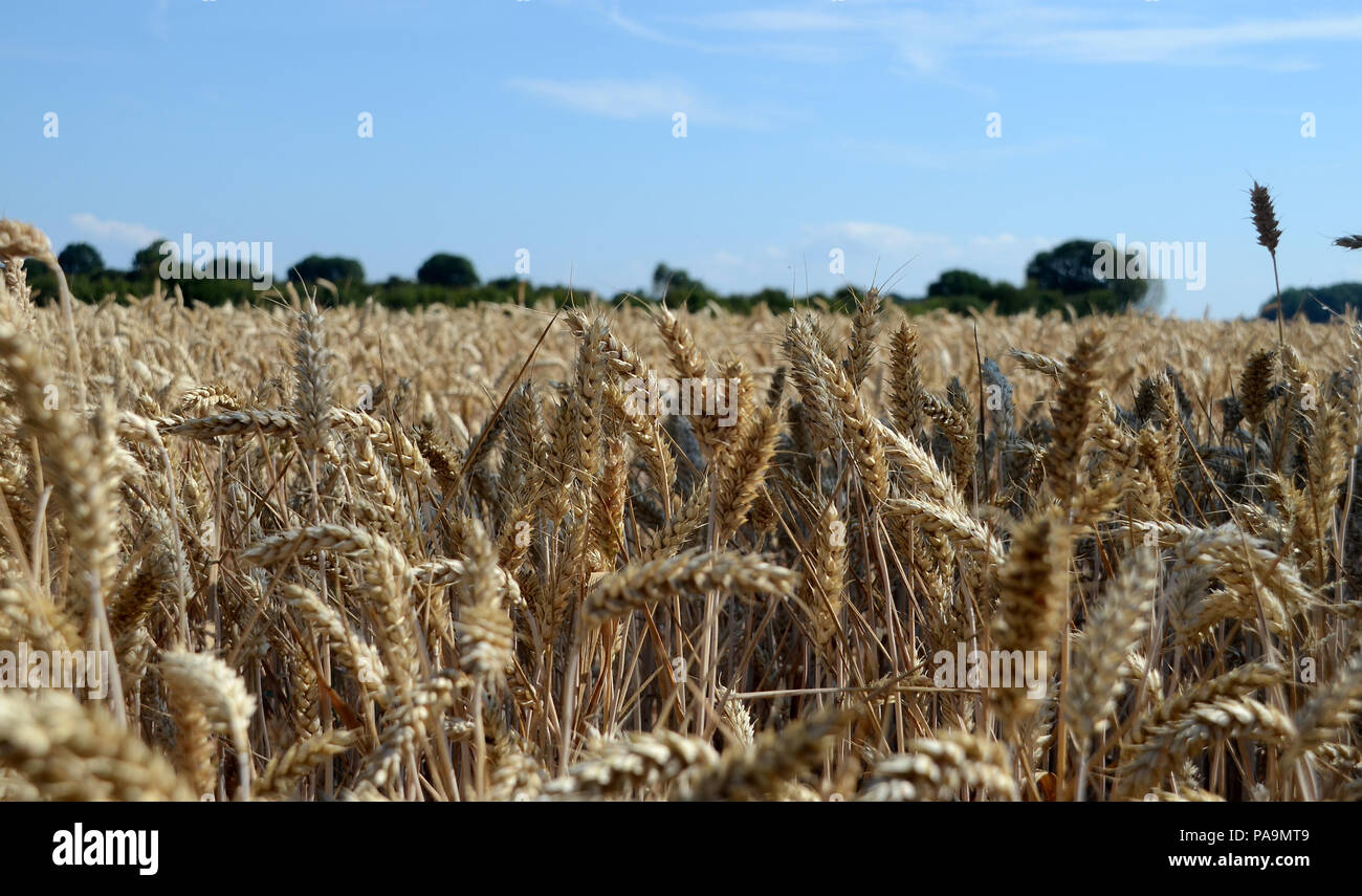 view into a field with wheat ready for harvest Stock Photo - Alamy