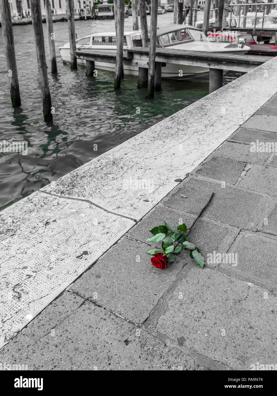Rose in Venice Stock Photo - Alamy