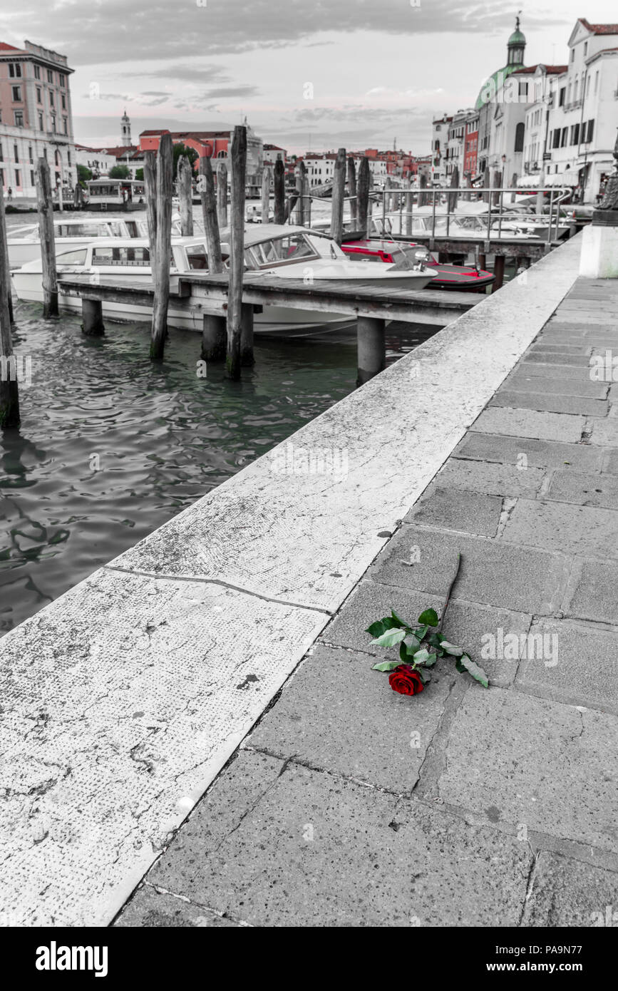 Rose in Venice Stock Photo - Alamy