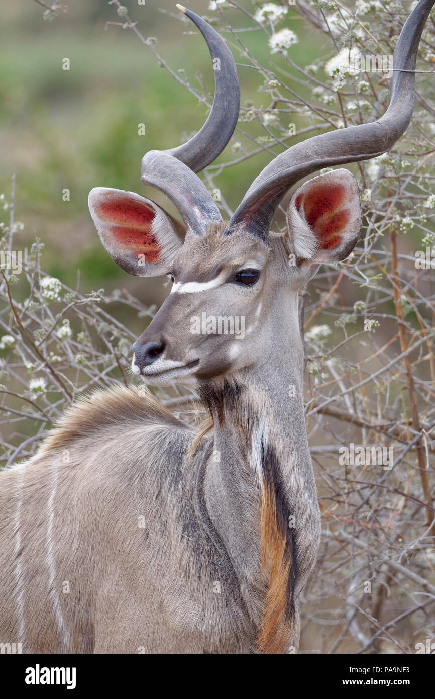 Greater kudu (Tragelaphus strepsiceros), adult male, alert, Kruger ...