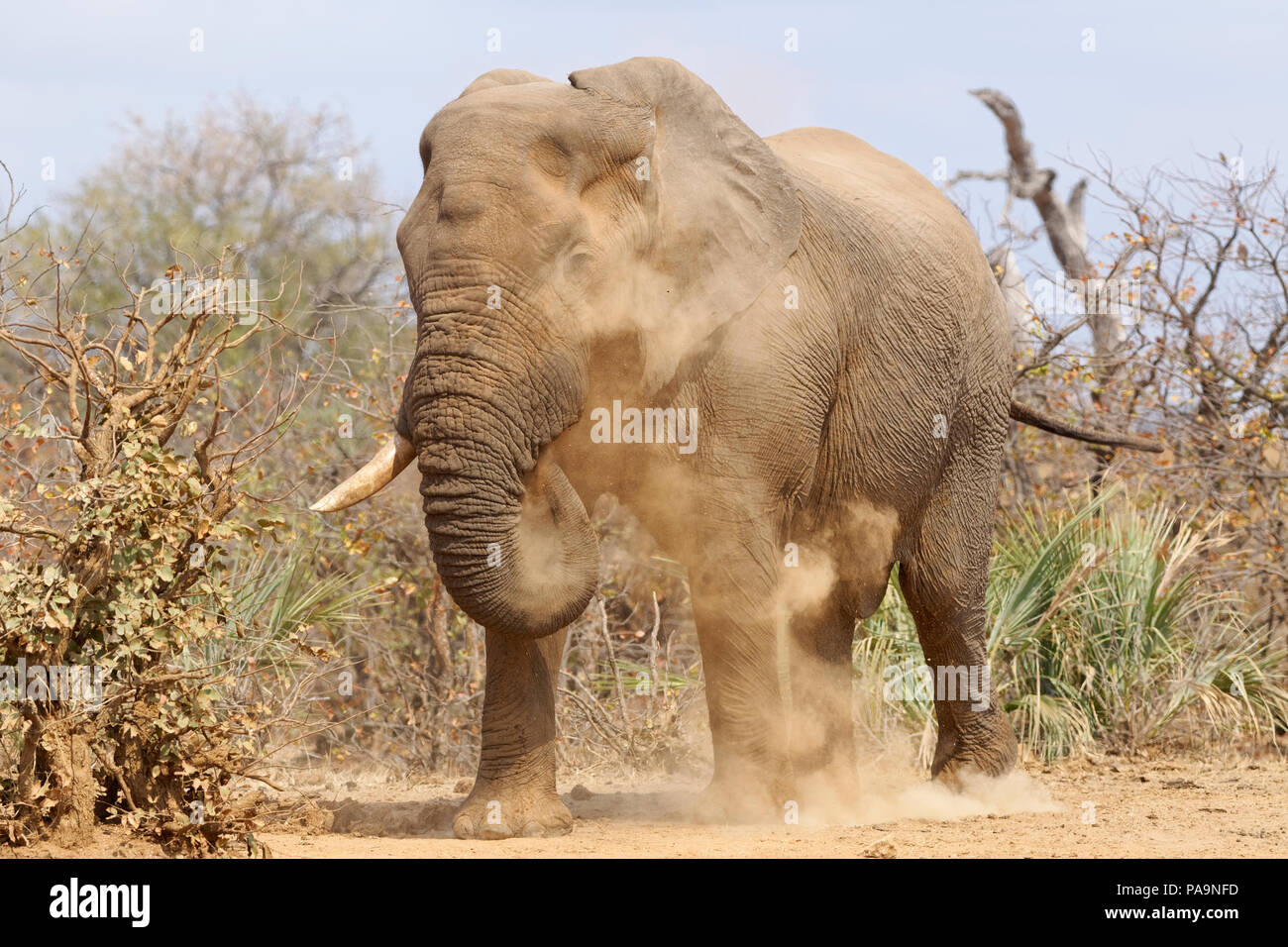 Bull dust hi-res stock photography and images - Alamy