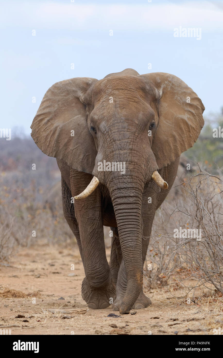 Adult elephant hi-res stock photography and images - Alamy