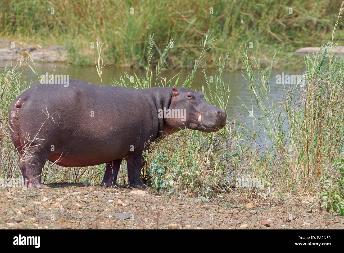 Hippo full side view hi-res stock photography and images - Alamy