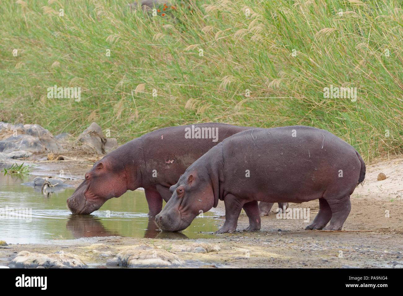Hippopotamuses (Hippopotamus amphibius) drinking water at the Olifants ...