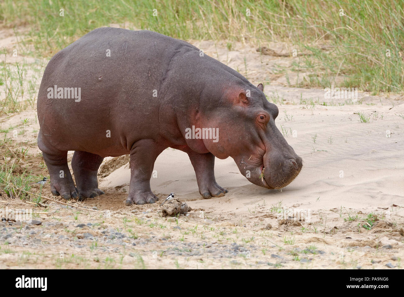 Hippopotamus (Hippopotamus amphibius) standing out of the water in the ...