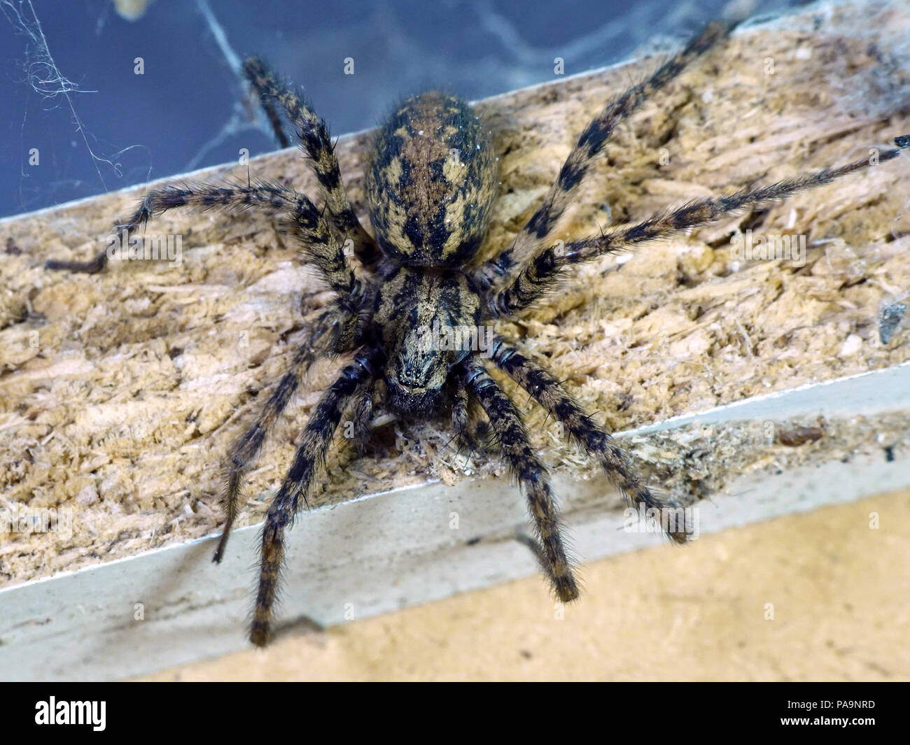 Closeup image of the Giant house spider seen from above Stock Photo - Alamy