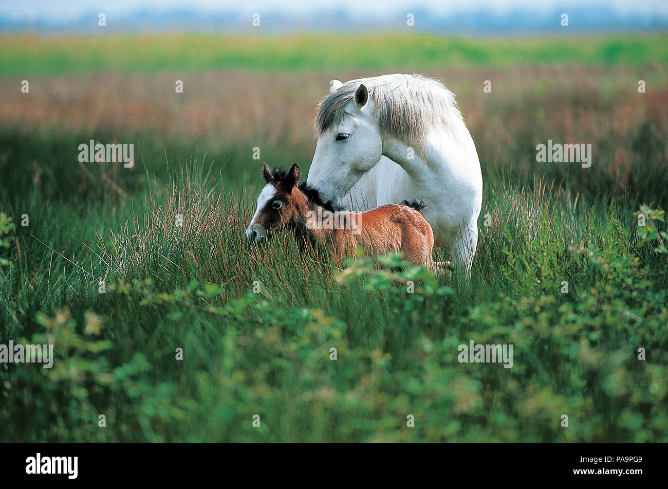 Wild horse of Camargue - Mare and foal (Equus caballus) Jument Camargue ...
