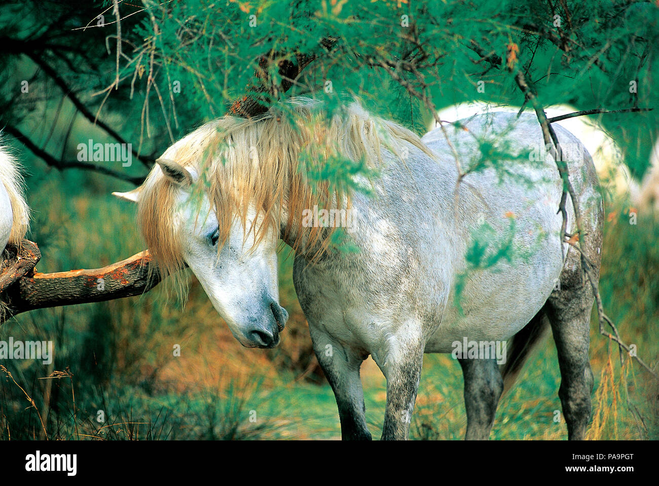 Scratching horse hi-res stock photography and images - Alamy