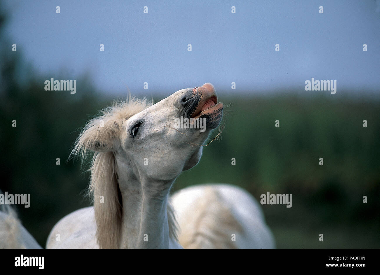 Flehmen horse hi-res stock photography and images - Alamy