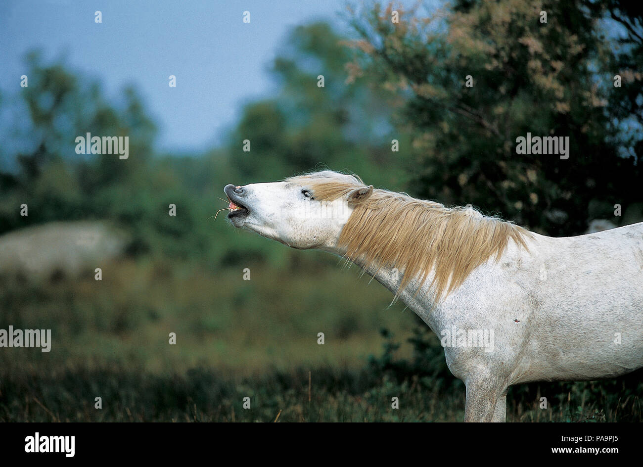 Flehmen horse hi-res stock photography and images - Alamy